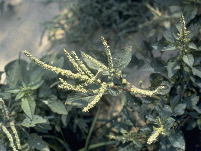 Pigweed in Maryland Pasture