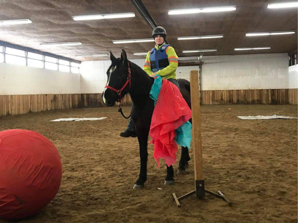 Kitcat Canadians | Canadian horse