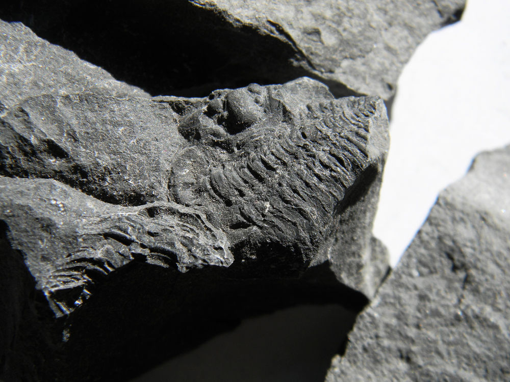 Step into the Past with the Chazy Fossil Reef