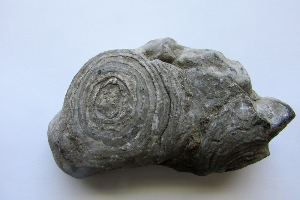 Step into the Past with the Chazy Fossil Reef