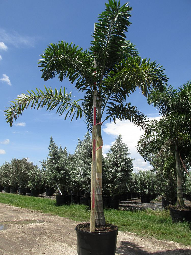 Foxtail Palm 25 Gallon 10 Feet Springtime