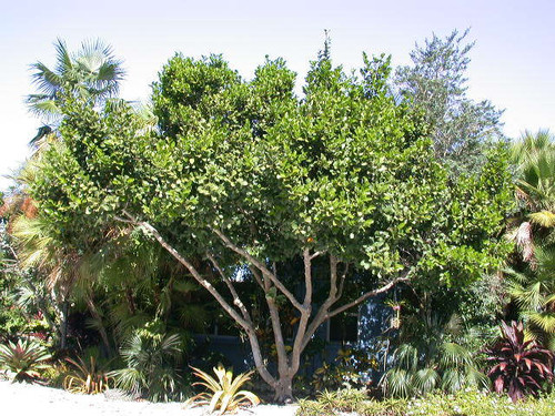 Pigeon Plum Tree | springtime