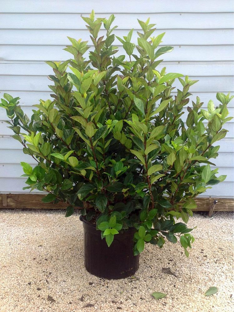 Viburnum Suspensum 7 Gallon | springtime Viburnum Suspensum 7 Gallon | springtime