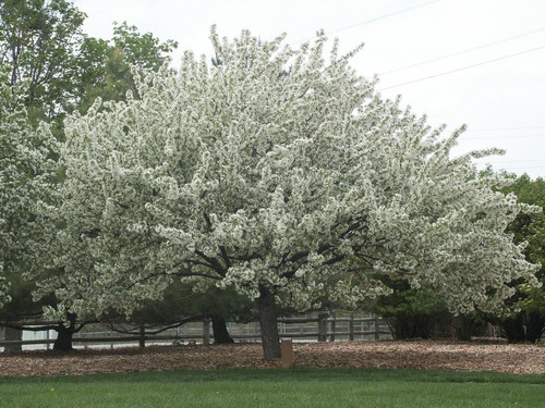 White Stopper Tree | springtime