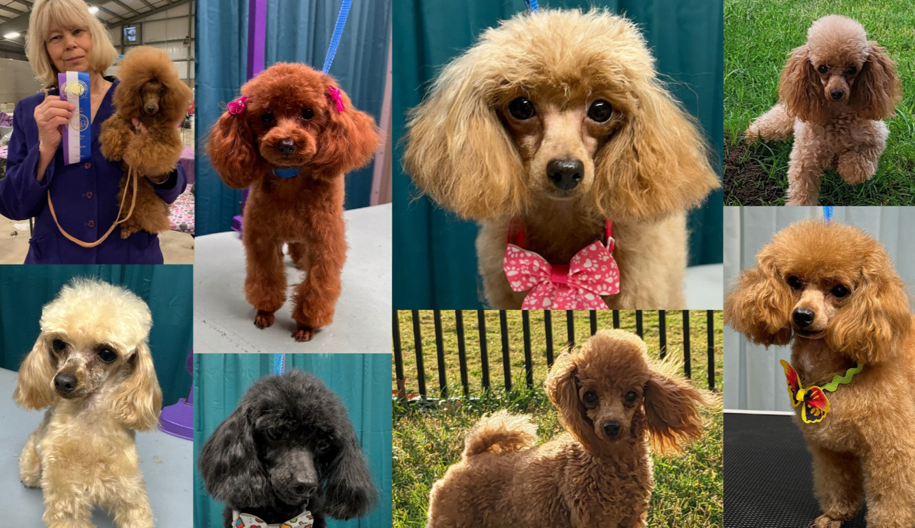 AKC Champion Toy Poodles