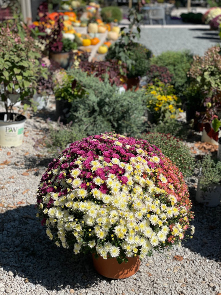 Plant Nursery Sugar Grove | Spring Bluff