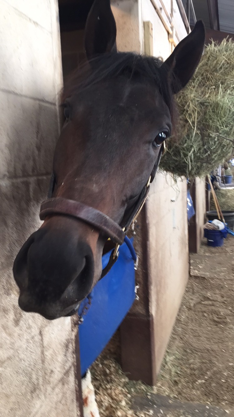 Home | tomamossracingstable