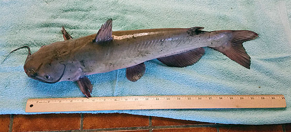 Big Fish Contest 💎 | WestCoastSportfisher