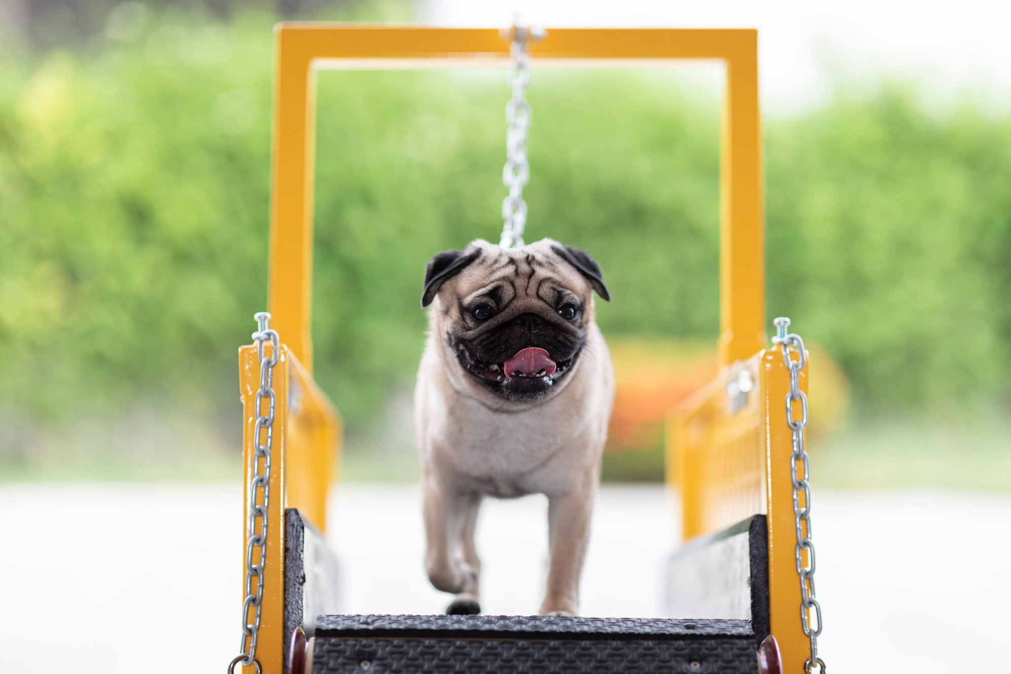 Go Buddy Run Mobile Dog Gym Virginia Go Buddy Run Mobile Dog Gym Virginia
