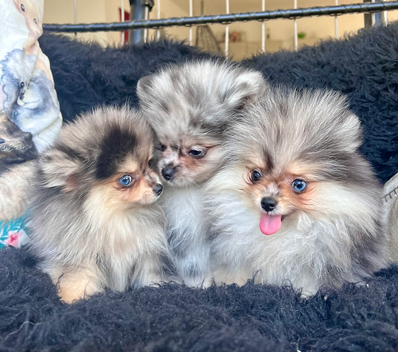 Pomerania Merle | loveandcotons