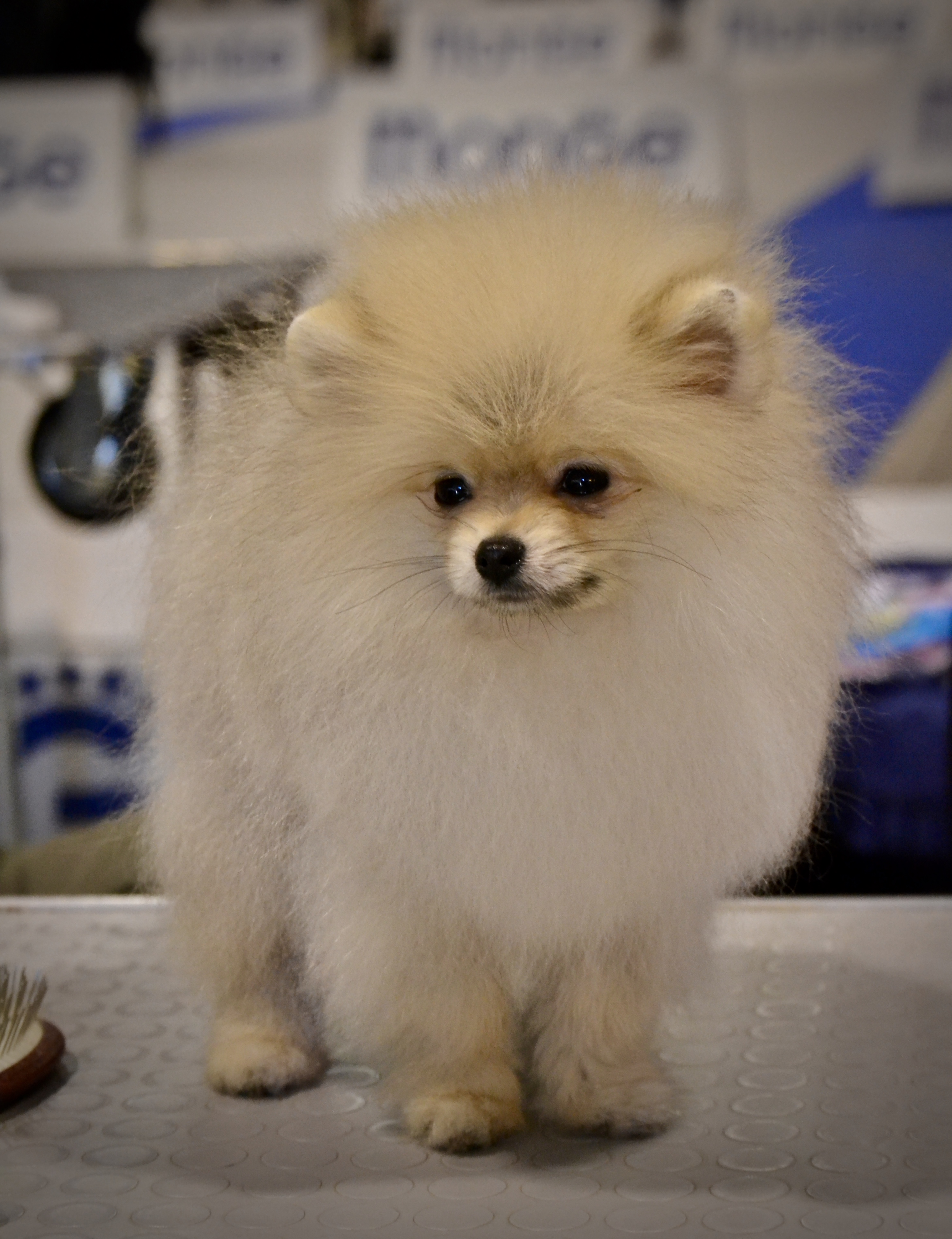 Spitz Tedesco Nano | Lombardia | Pomerania