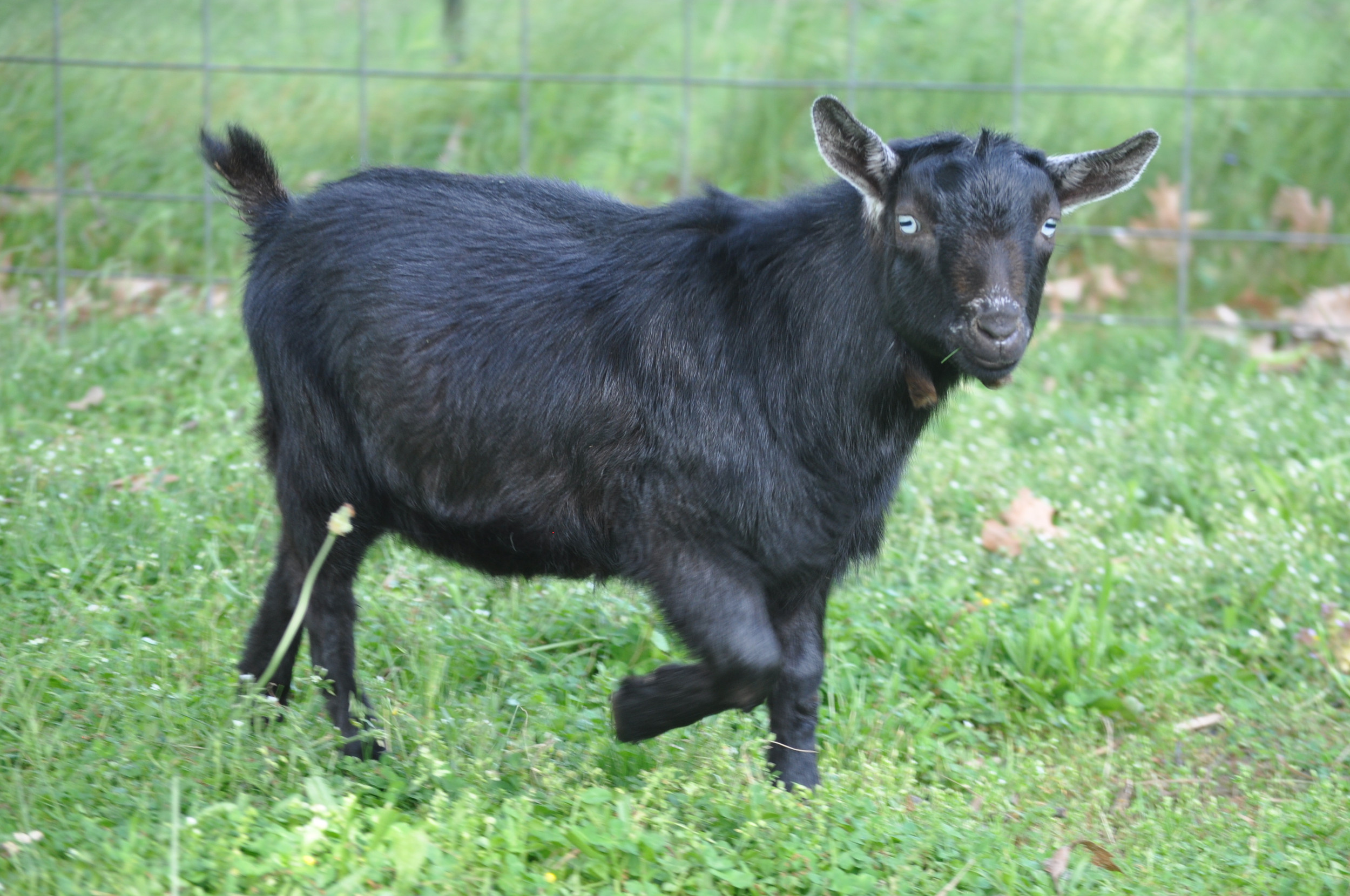 Bagheera | Jovial Acres
