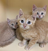 Adoptable Pets | Griffin Pond Animal Shelter | Clarks Summit, PA