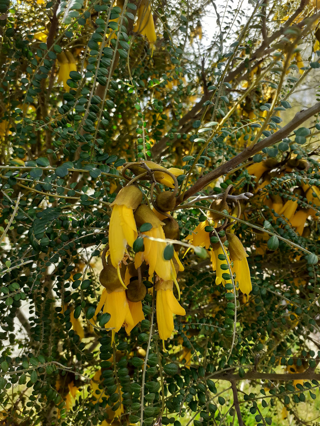 Ayke & WhatNot | Glamping Furniture