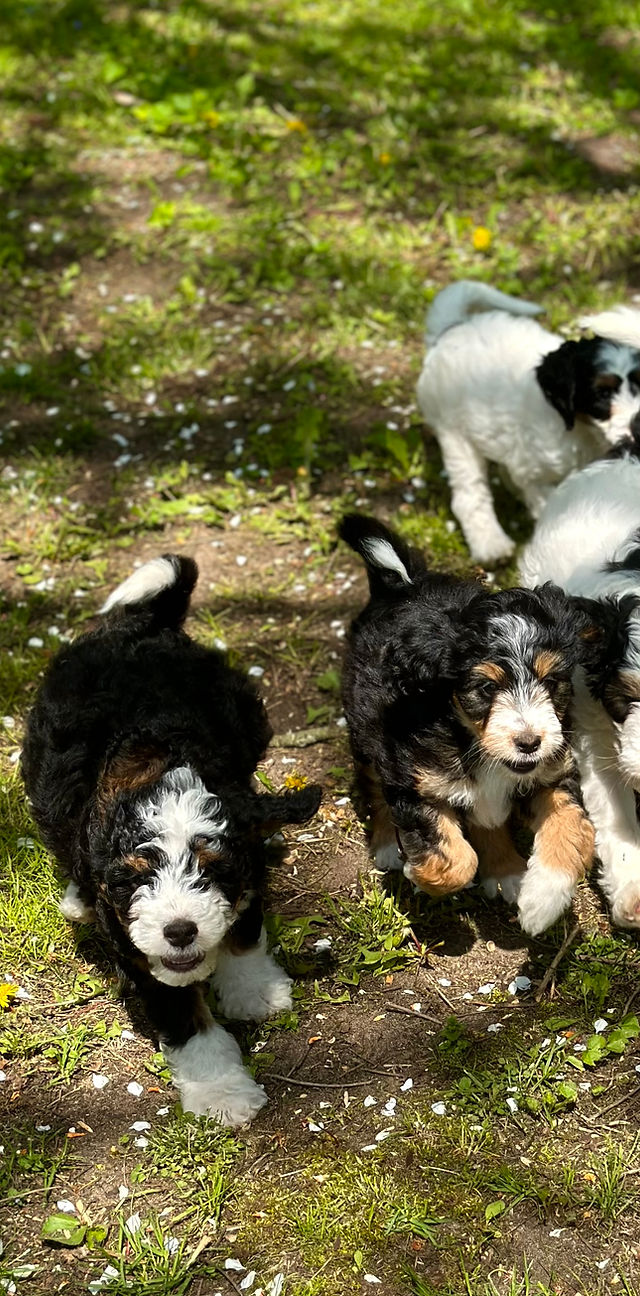 tiny bernedoodle canada