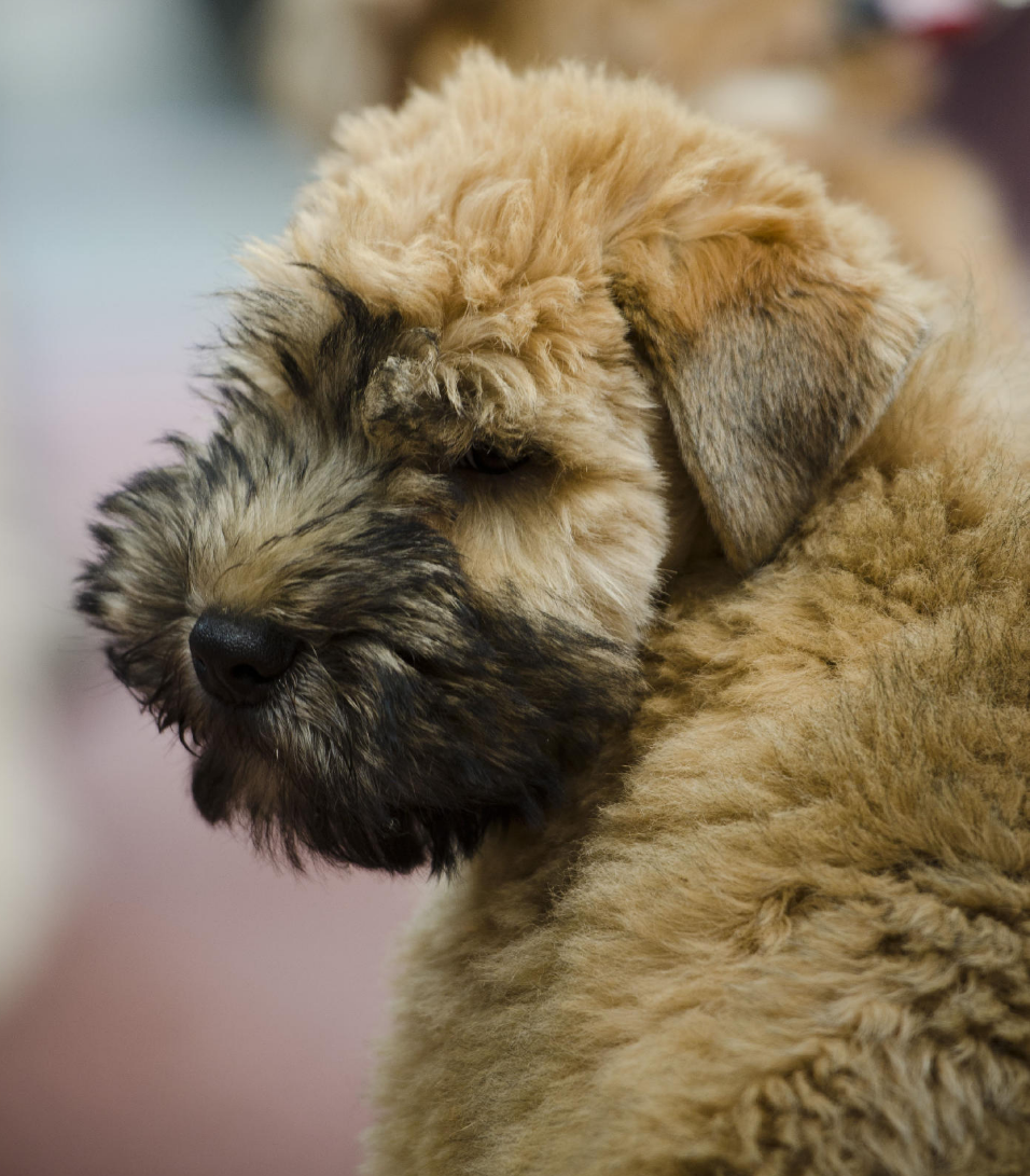 Soft Wheaten Coated Terrier