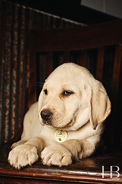 Current Puppies | Hickory Bluff Labradors
