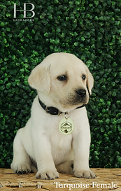 Current Puppies | Hickory Bluff Labradors