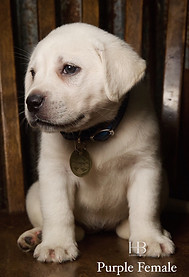Current Puppies | Hickory Bluff Labradors