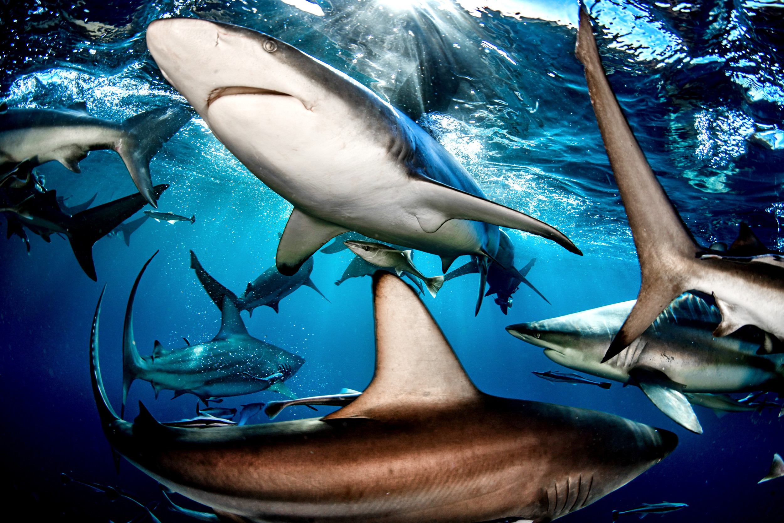 SHARK NEWS & BLOG | sharkguardian