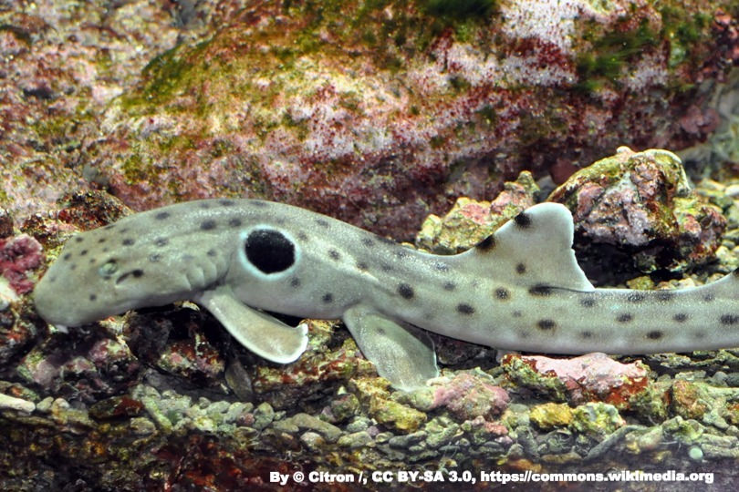 Epaulette shark