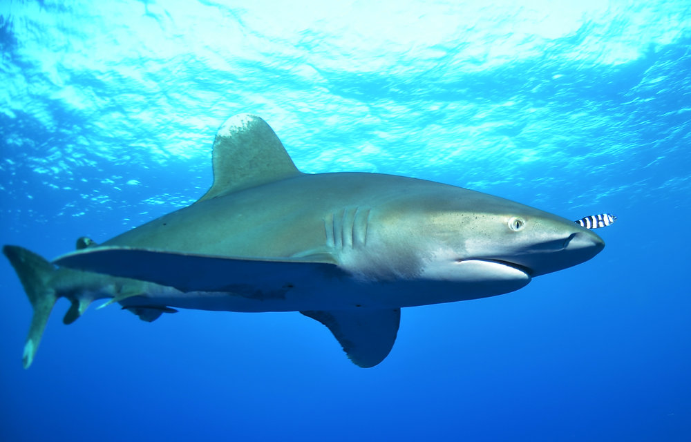 Oceanic Whitetip Shark