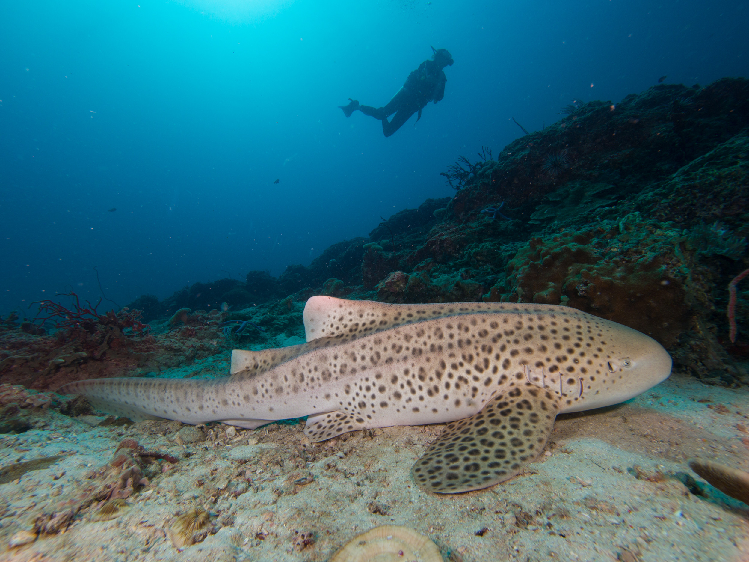 zebra shark size