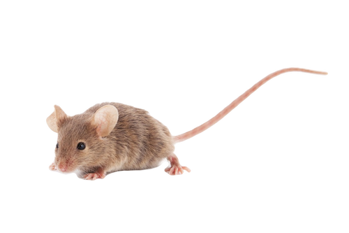 Jumbo Mice 30g+ (Pack of 25) | Boss Rat Ltd