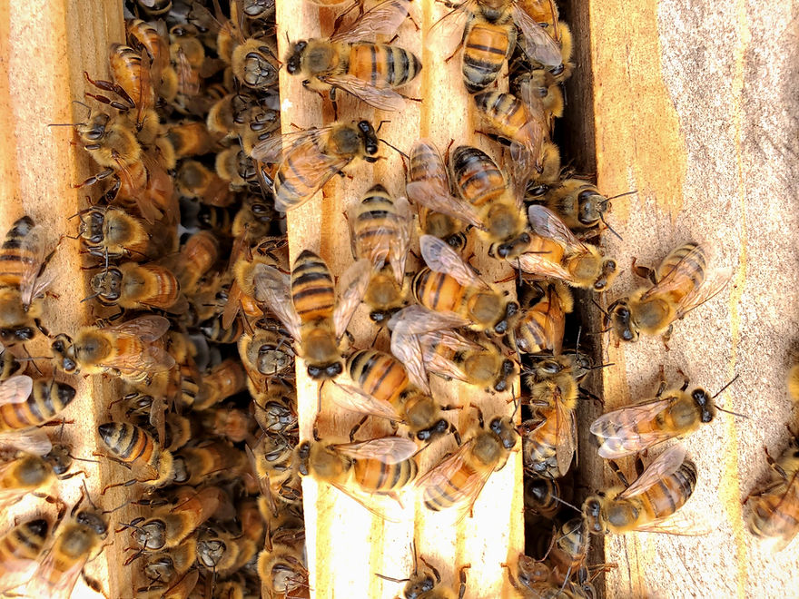 Honey | Rosado Ranch & Bees | Lithia