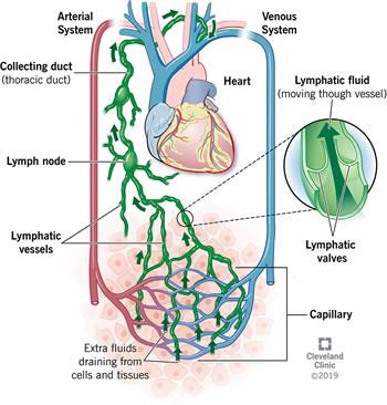 The Lymphatic System, lymph nodes, lymphatic tissue, spleen