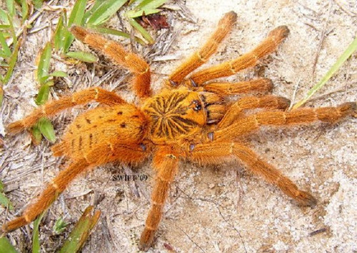 Pterinochilus murinus (Usambara Orange Baboon Tarantula) OBT .75"-1 ...