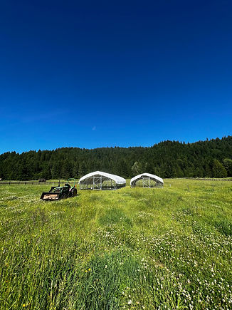 ABOUT THE FARM | Cedar Springs Farm