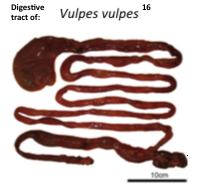 Crab-eating Fox - Digestive Tract