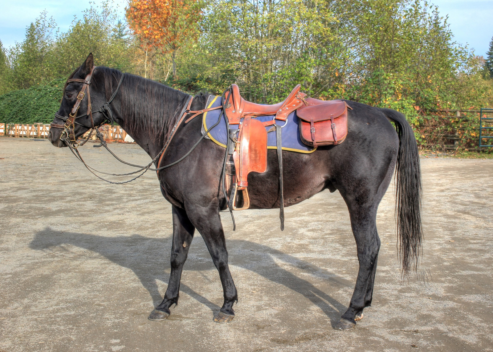 Horses | Greater Vancouver A | Jamie Payton Horses