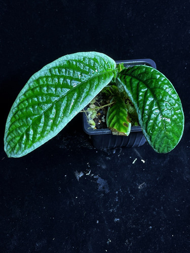 Acranthera sp wings | Ruperobe