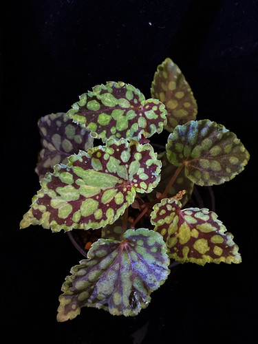 Begonia Chloristicta gold dust | Ruperobe