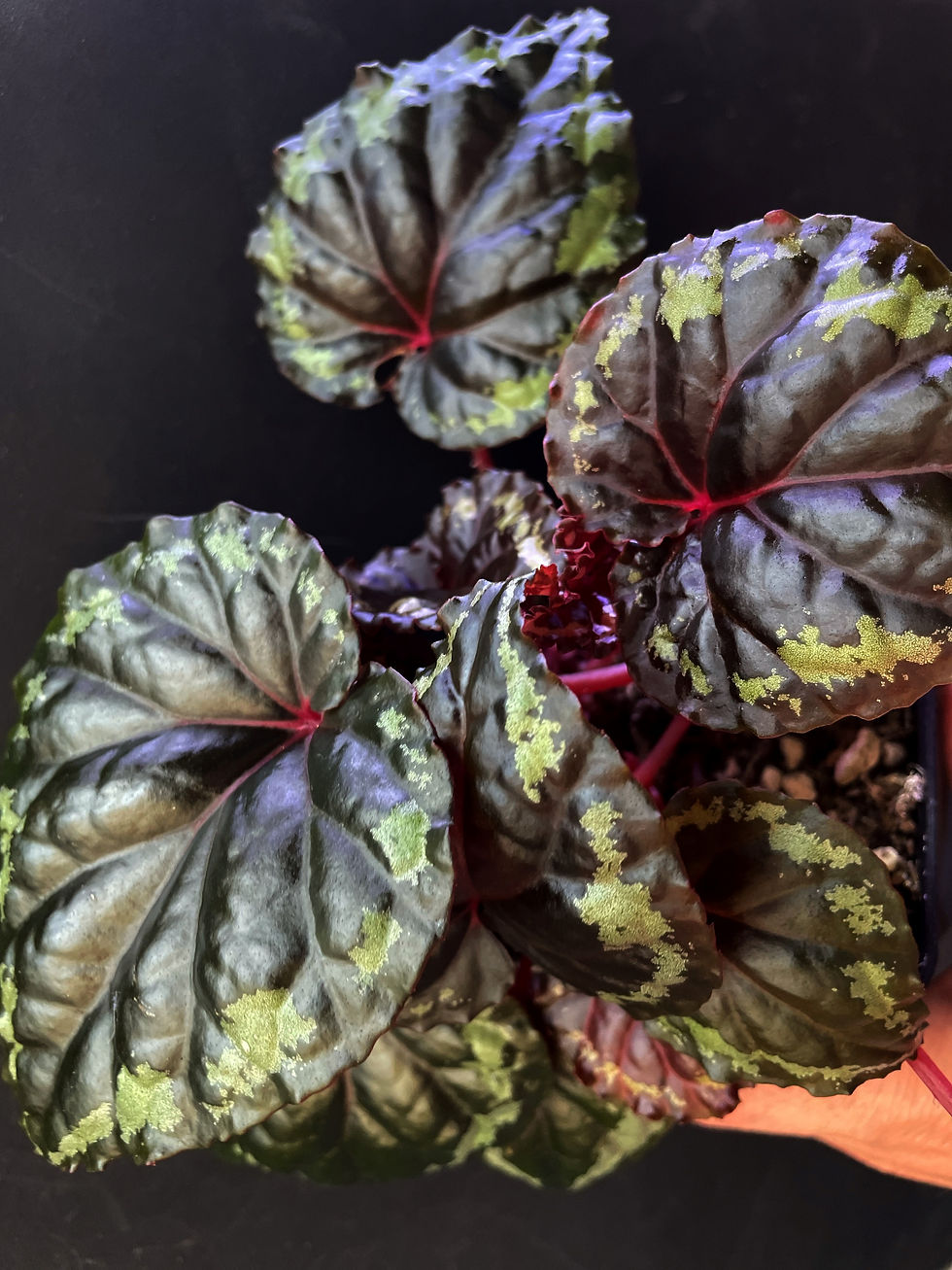 Ruperobe I Begonia shop 4/5
