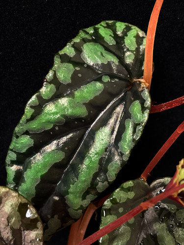 Begonia Variabilis | Ruperobe