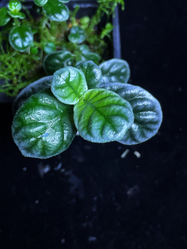 Acranthera sp round leaves | Ruperobe