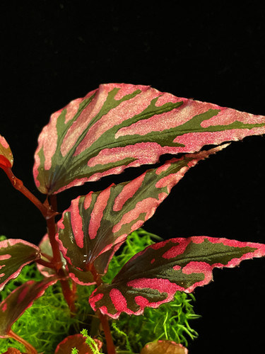 Begonia Julau | Ruperobe