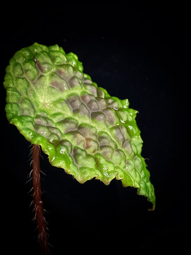 Begonia U 690 | Ruperobe