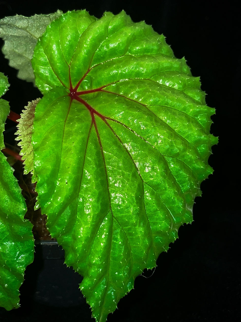Ruperobe I Begonia shop 3/6