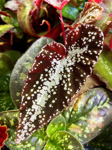 Variabilis patch two | Ruperobe