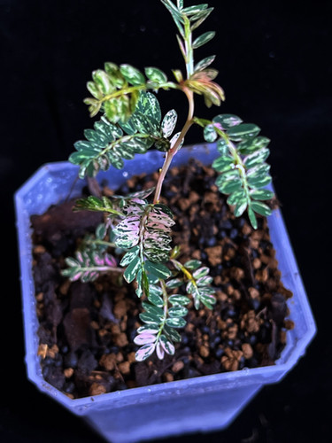 Phyllantus Urinaria Variegated pink | Ruperobe