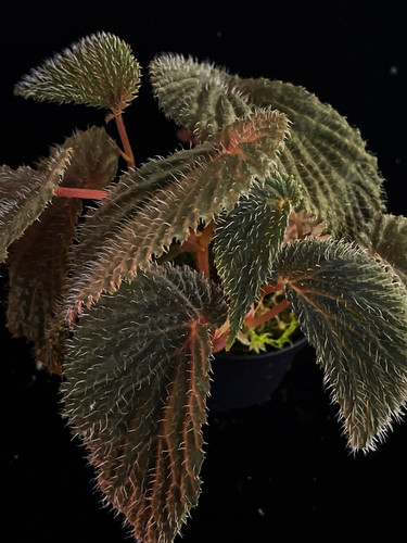 Begonia Lambii | Ruperobe