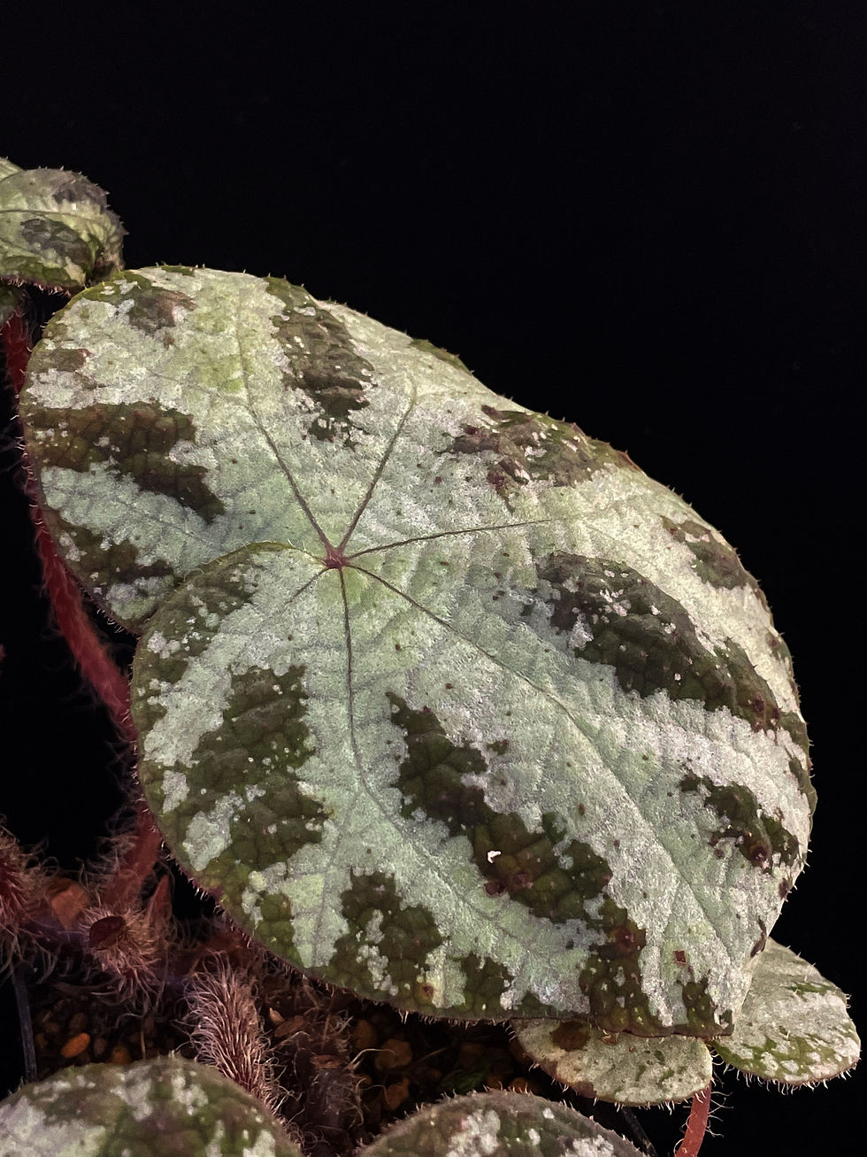Ruperobe I Begonia shop 3/5