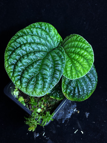 Acranthera Sp Kapuas | Ruperobe