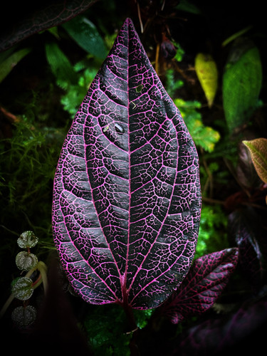 Piper sp Pink | Ruperobe