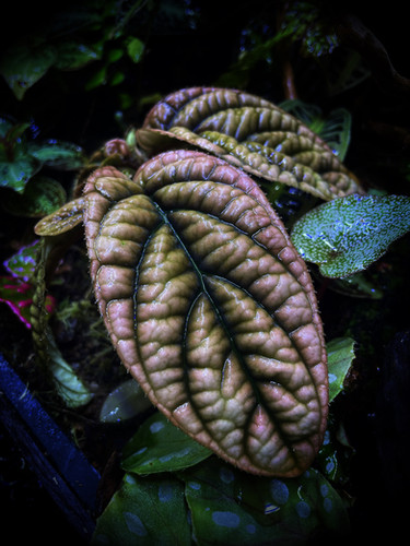 Acranthera sp. Vietnam | Ruperobe