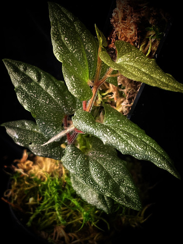 Piper sp Japan | Ruperobe